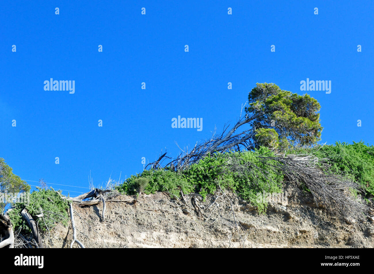 fallen tree on hill Stock Photo - Alamy