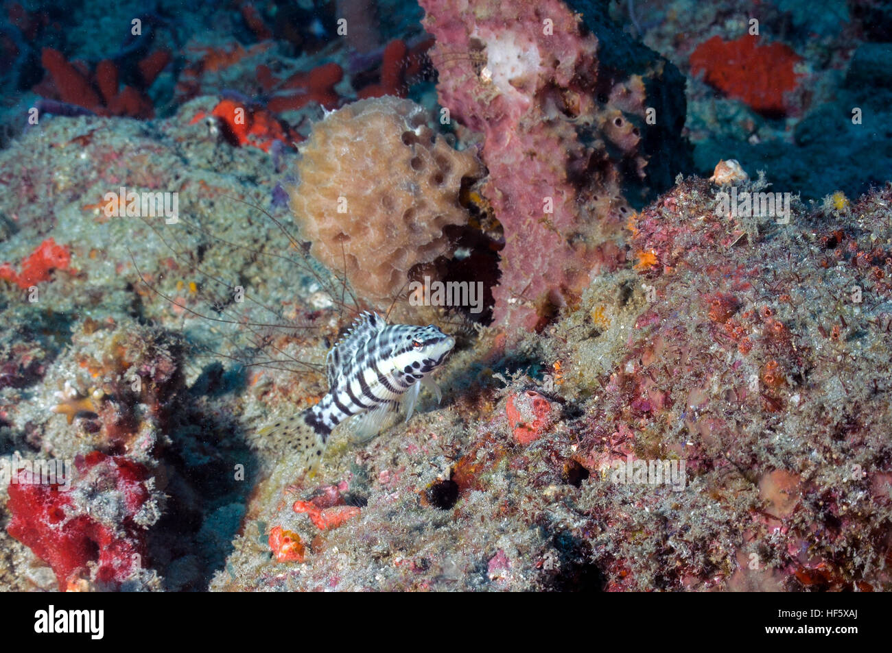 Reef bass hi-res stock photography and images - Alamy