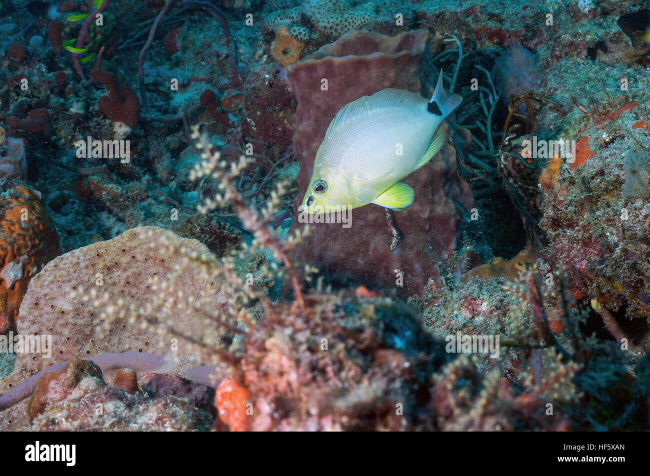 Hamlet Fish High Resolution Stock Photography and Images - Alamy