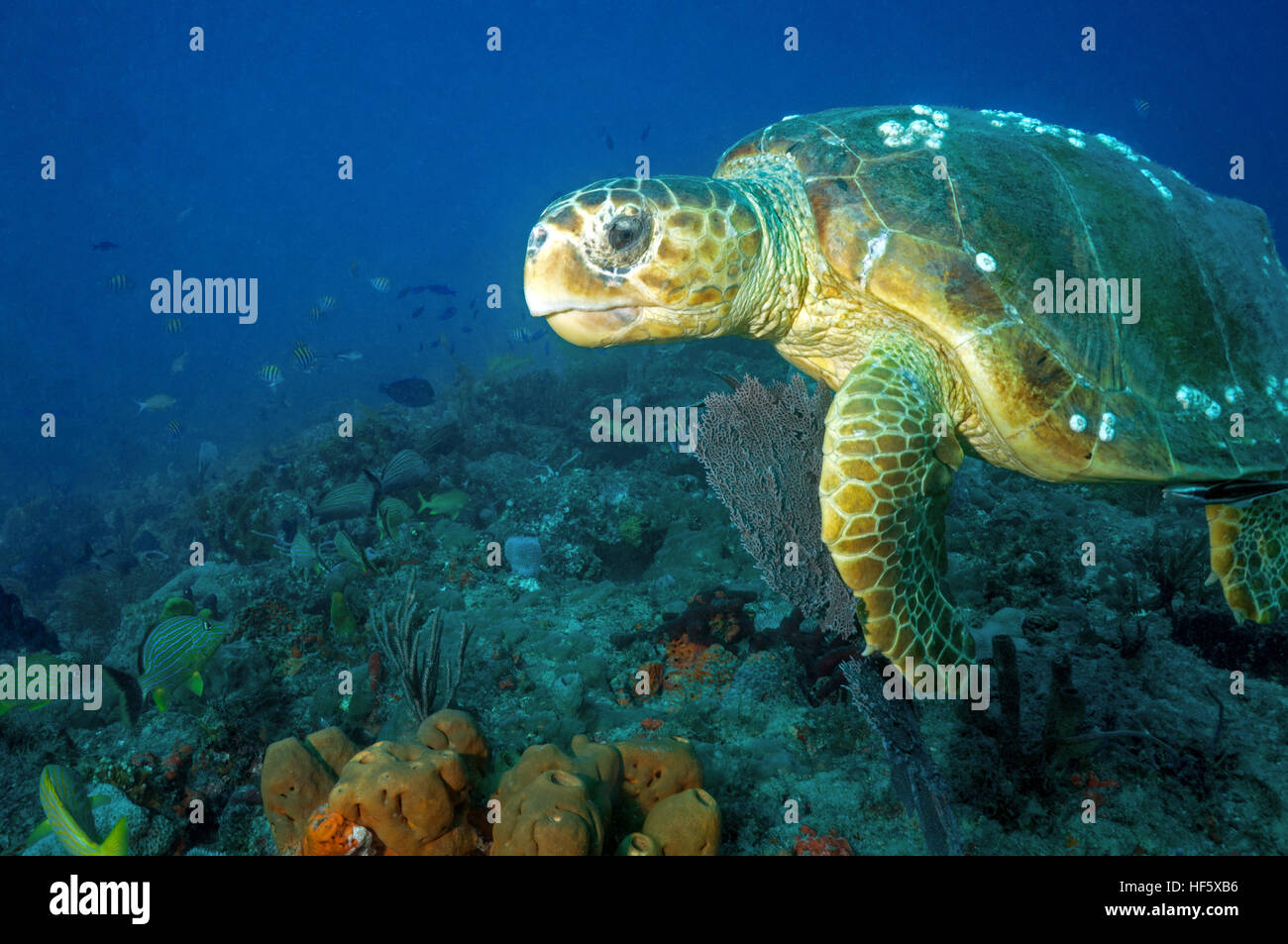 Loggerhead sea turtle florida hi-res stock photography and images - Alamy