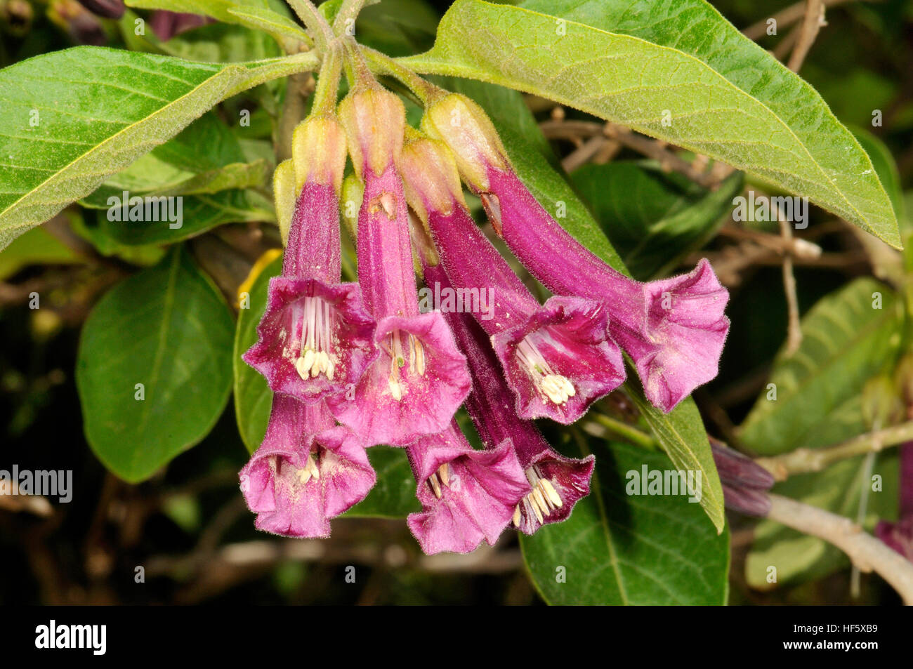 Iochroma hi-res stock photography and images - Alamy
