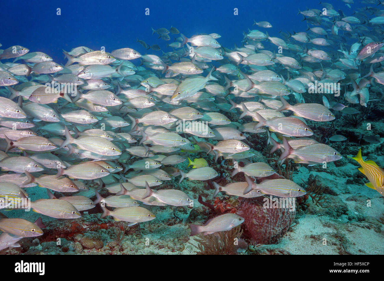 Florida reef fish hi-res stock photography and images - Alamy