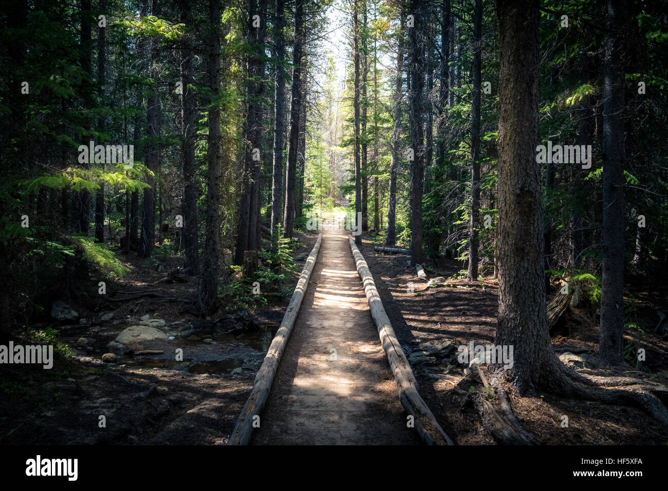 Forest trail leading to sunlight Stock Photo - Alamy