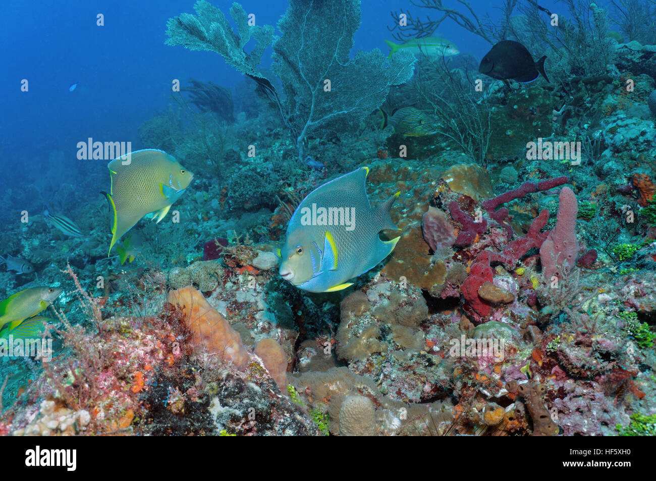 Blue Angelfish, Scuba, West Palm Beach, FL Stock Photo - Alamy