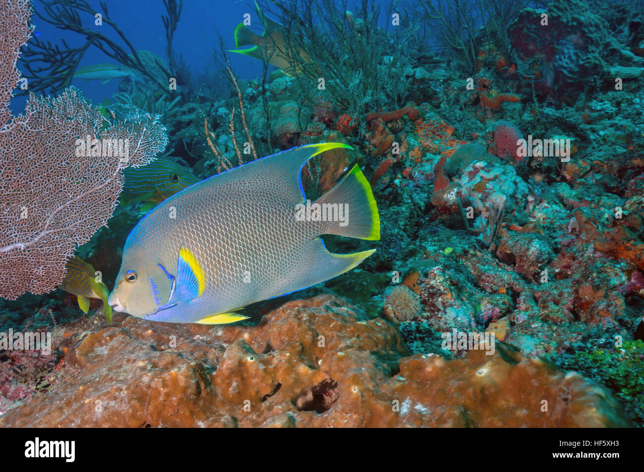 Blue Angelfish, Scuba, West Palm Beach, FL Stock Photo - Alamy