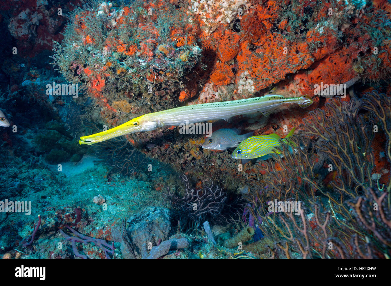 Yellow trumpetfish hi-res stock photography and images - Alamy