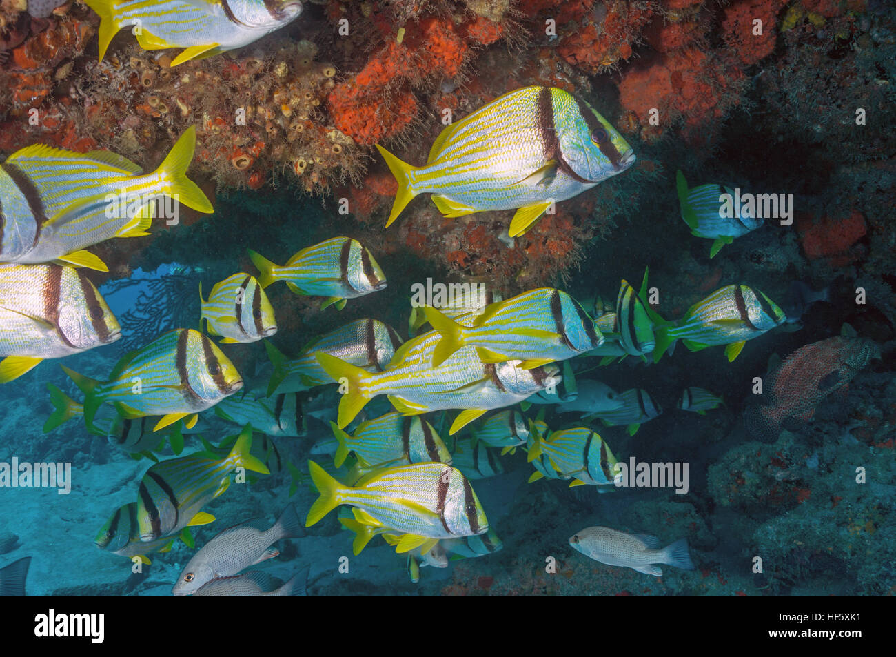Porkfish, Scuba, West Palm Beach, fish school Stock Photo - Alamy