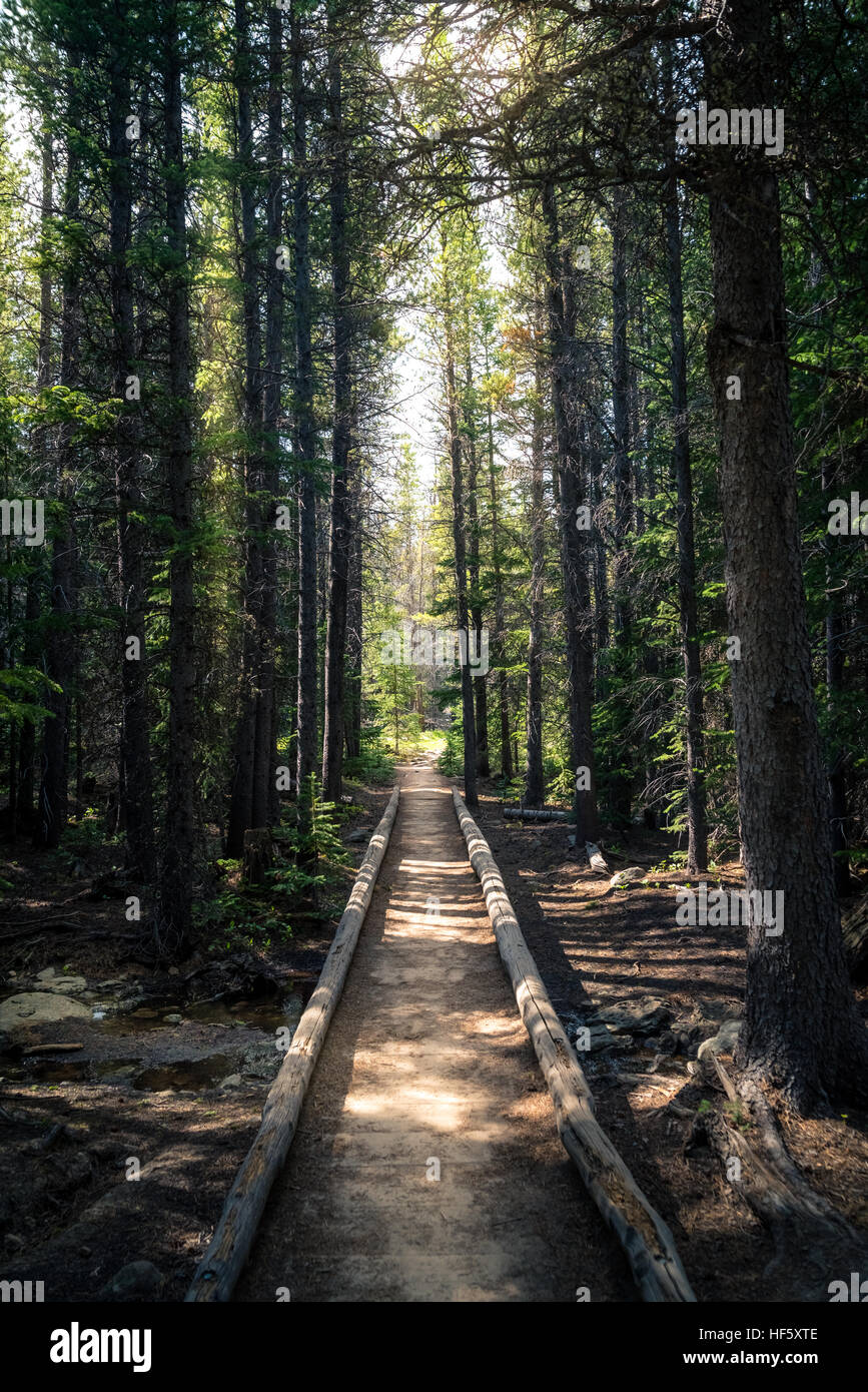 Forest path leading to sunlight Stock Photo - Alamy