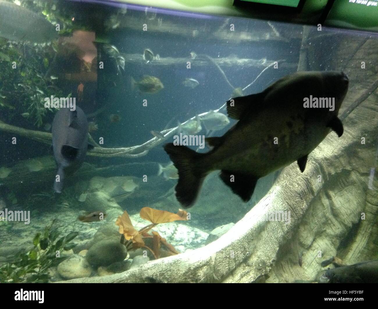 Fish big hi-res stock photography and images - Alamy