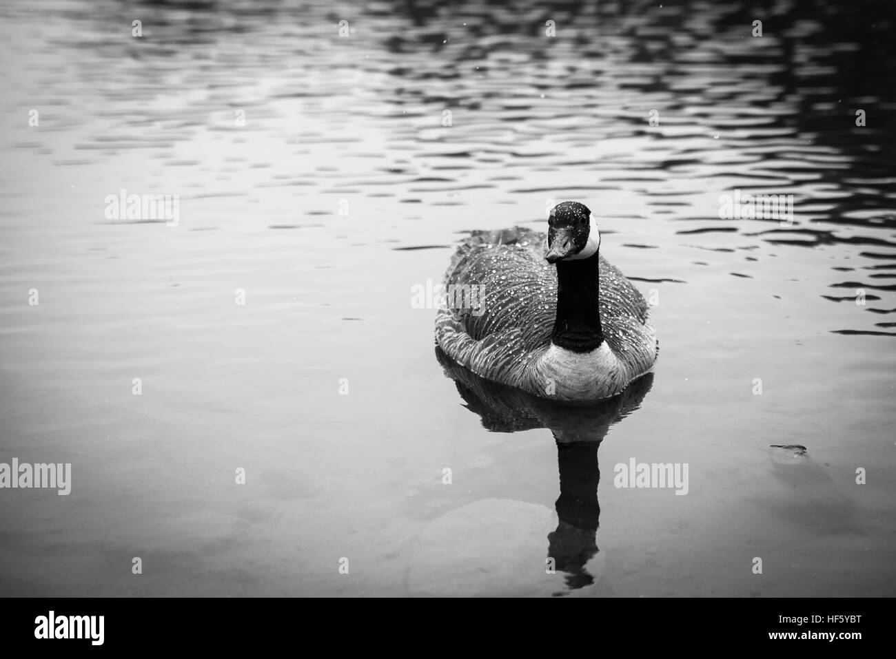 Black and white scene of a goose wading in a lake Stock Photo - Alamy