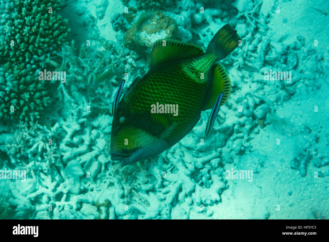 Indian ocean reef fish hi-res stock photography and images - Alamy