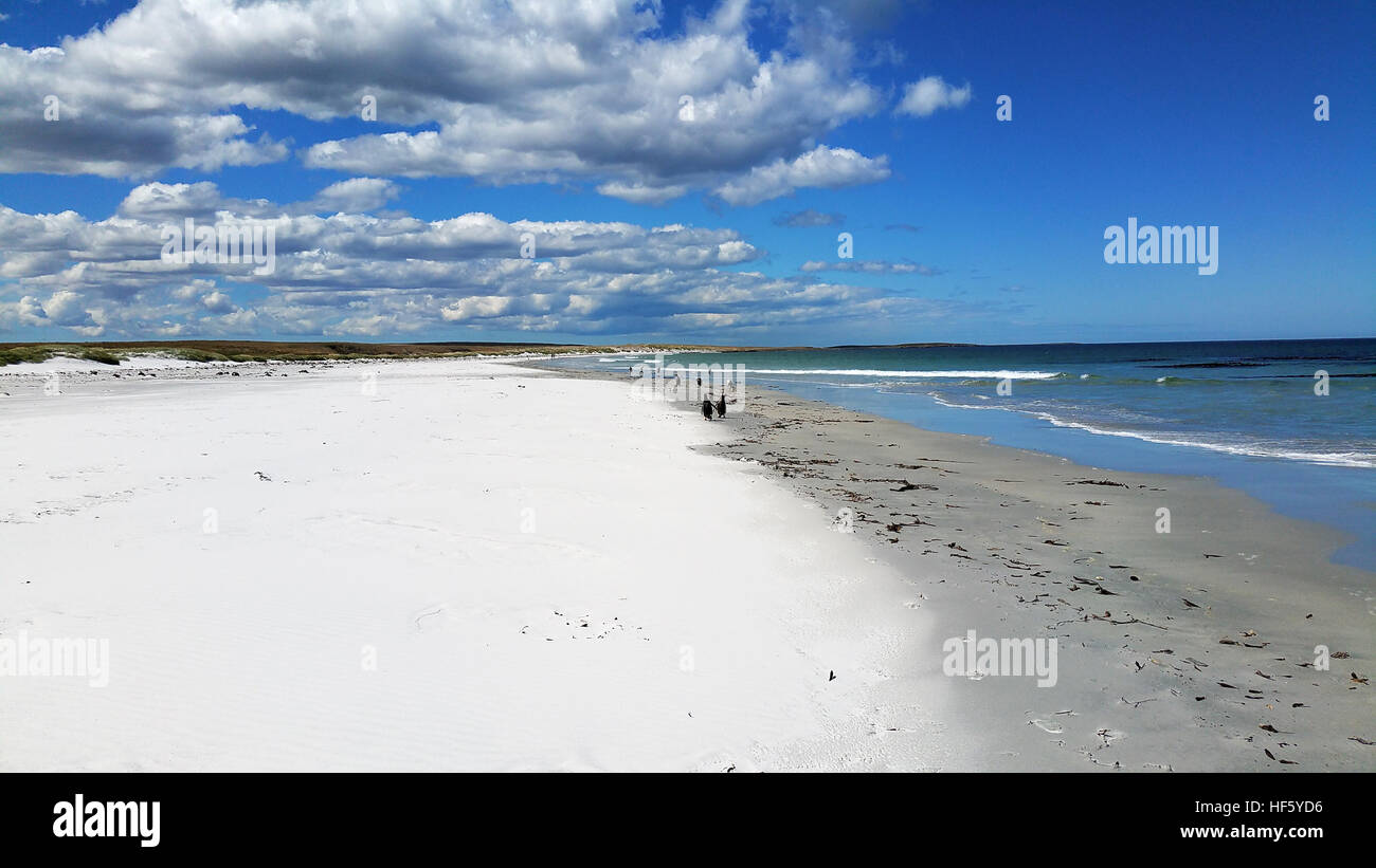 Falklands beach penguins Stock Photo - Alamy