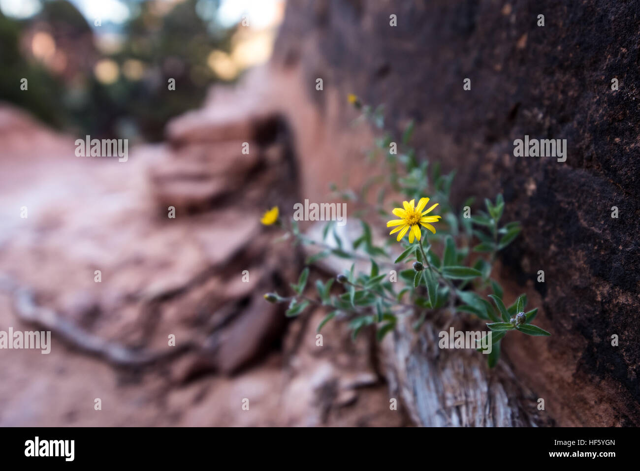 Yellow desert flower Stock Photo - Alamy