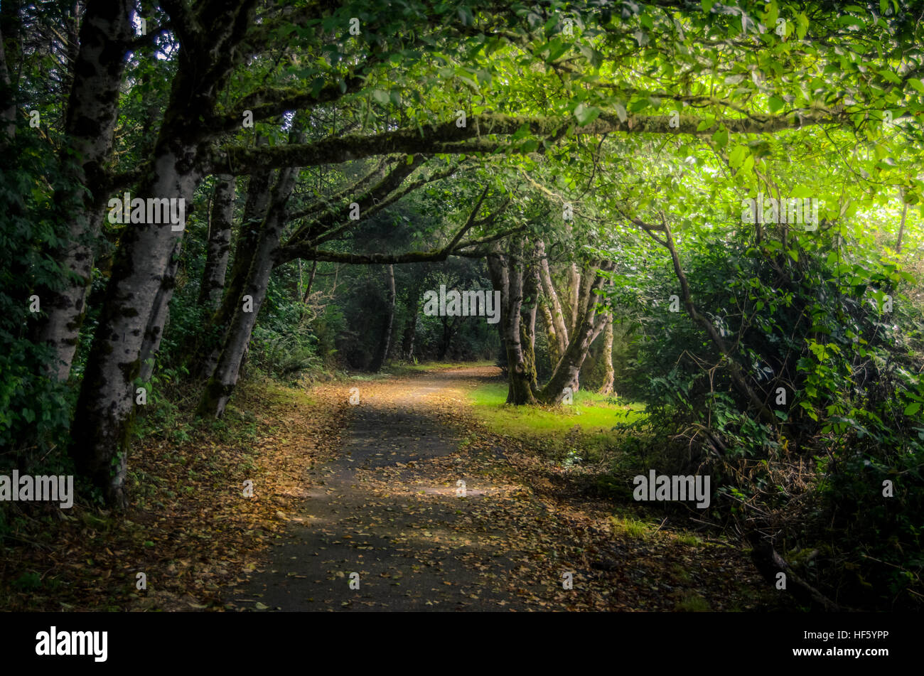 Sunlit path hi-res stock photography and images - Alamy