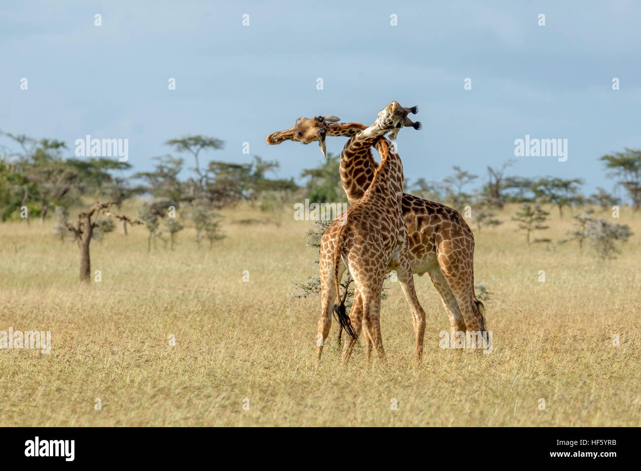 Two Masai or Maasai giraffe neck fighting, Mara Naboisho Conservancy ...