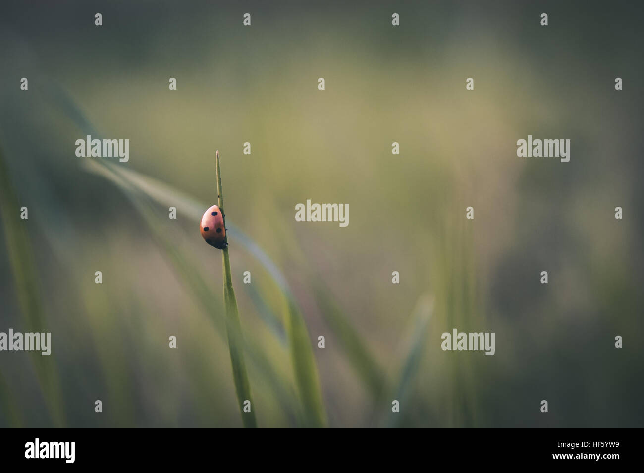 Ladybug in the grass Stock Photo - Alamy