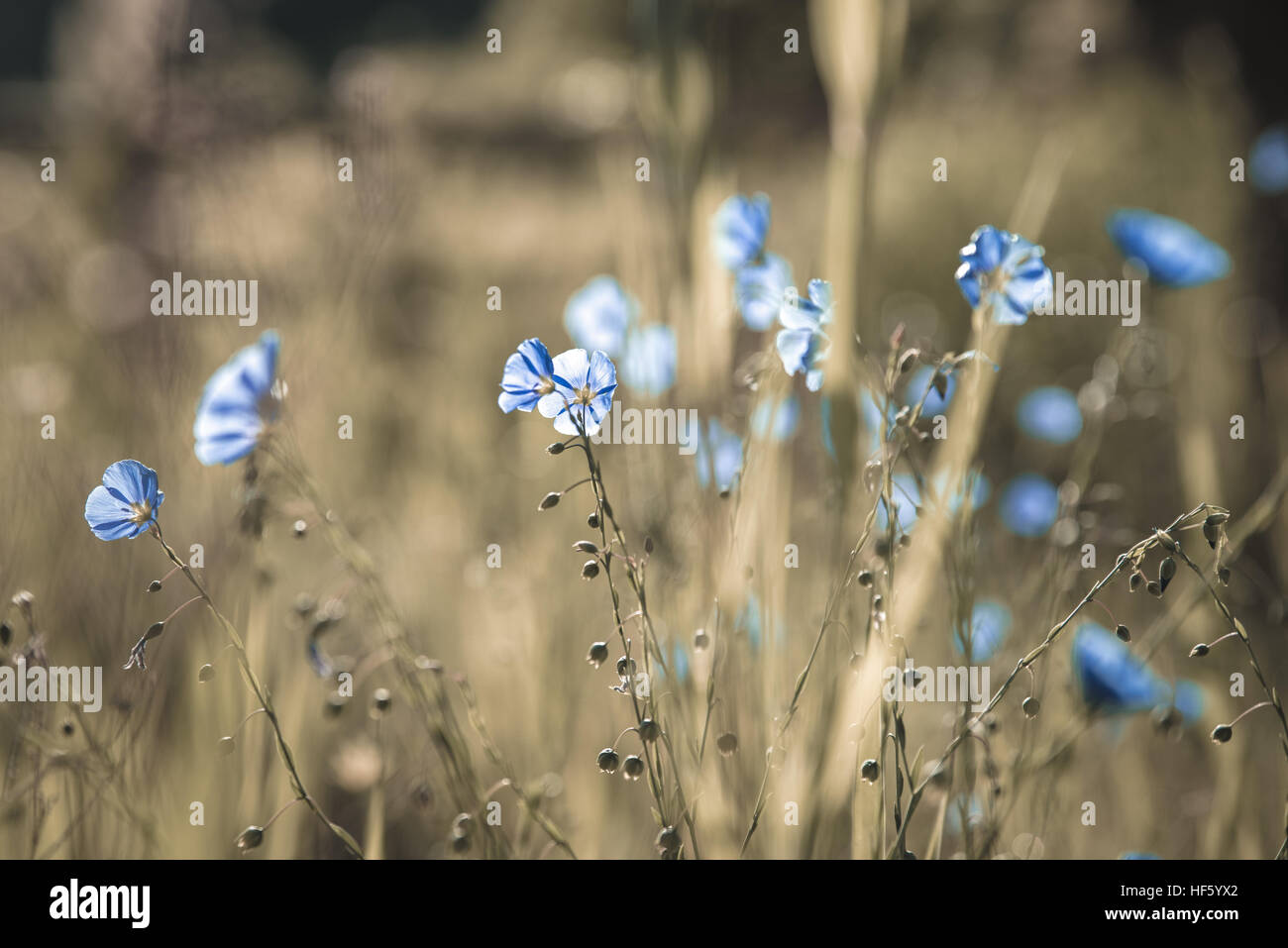 Blue flowers in a field Stock Photo - Alamy