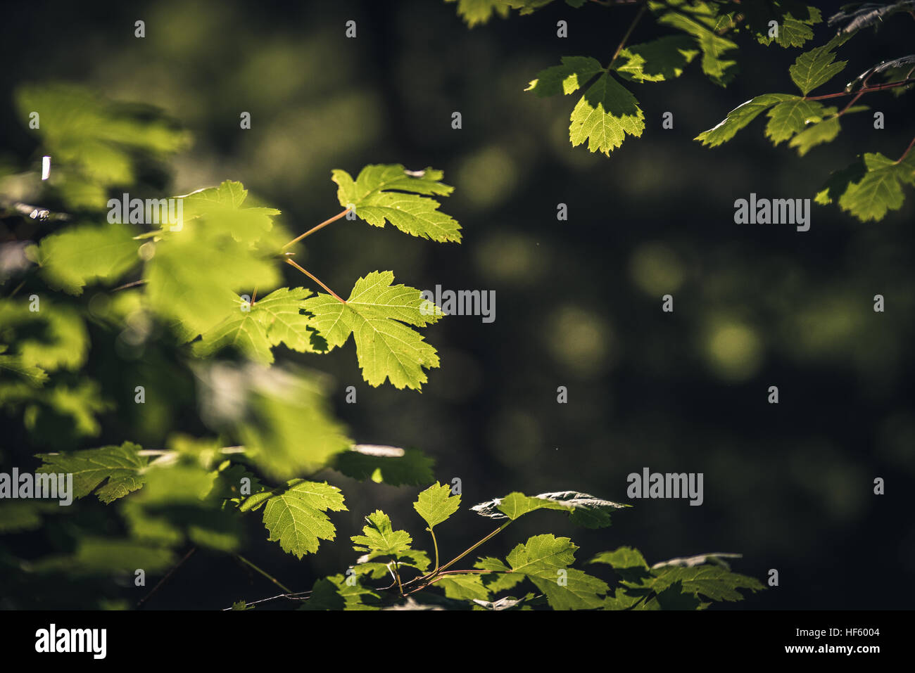 Leaves in sunlight Stock Photo - Alamy