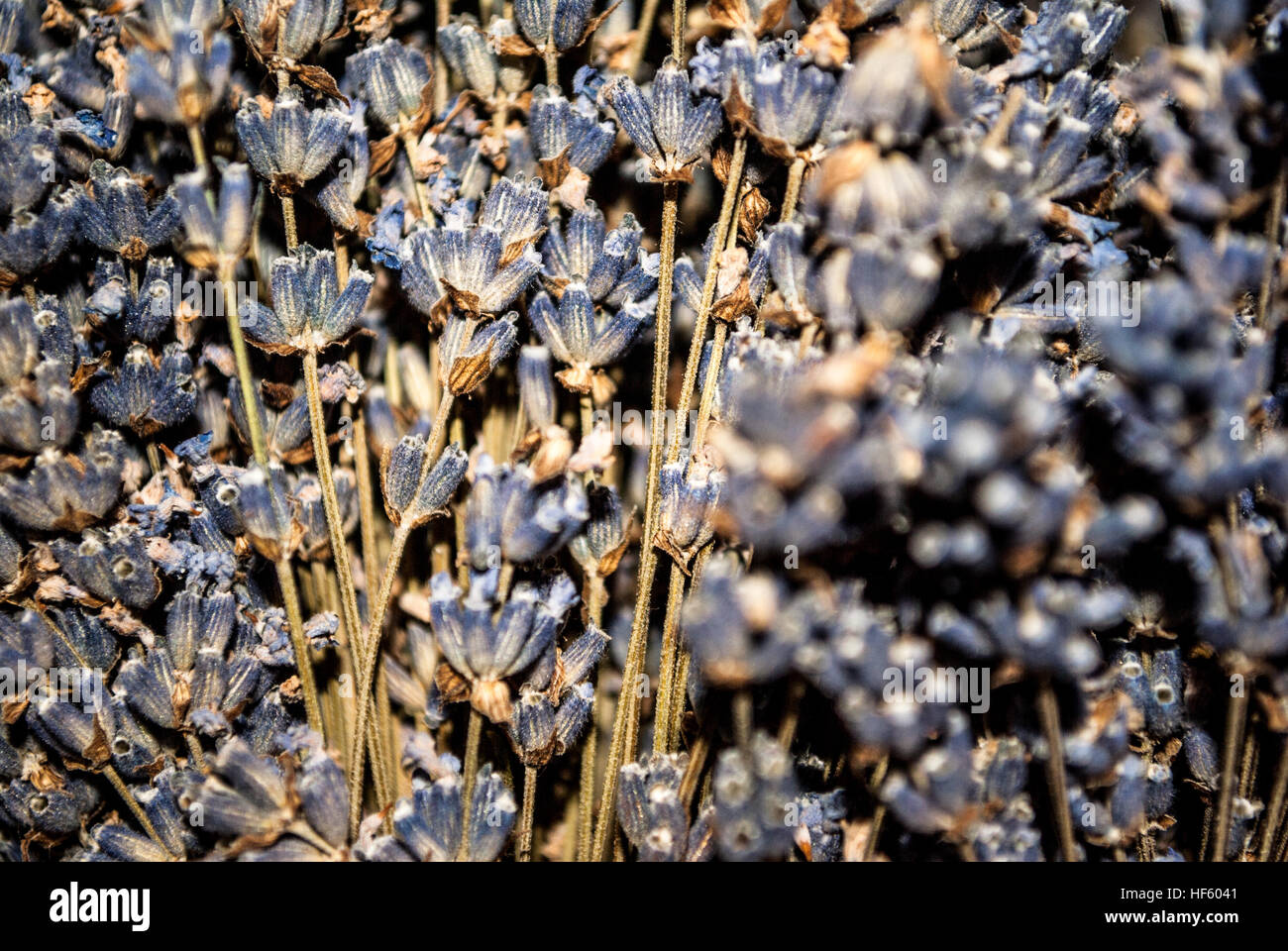 Lavender stems hi-res stock photography and images - Alamy