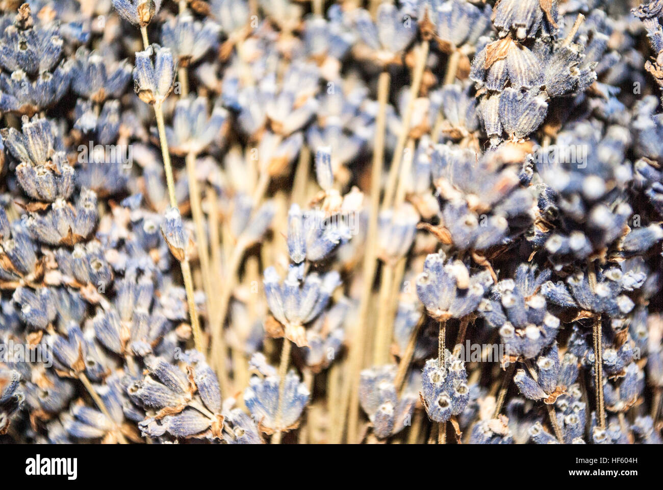 lavender stems close up Stock Photo - Alamy