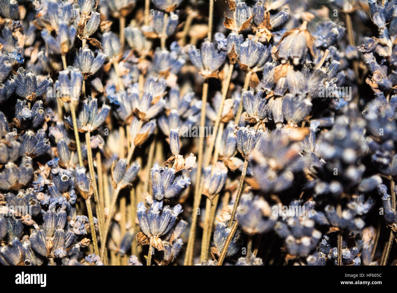 Lavender stems hi-res stock photography and images - Alamy