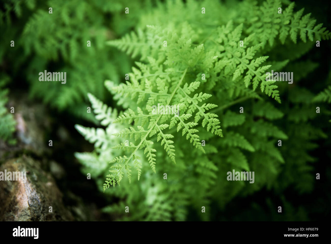 Isolated lush hi-res stock photography and images - Alamy