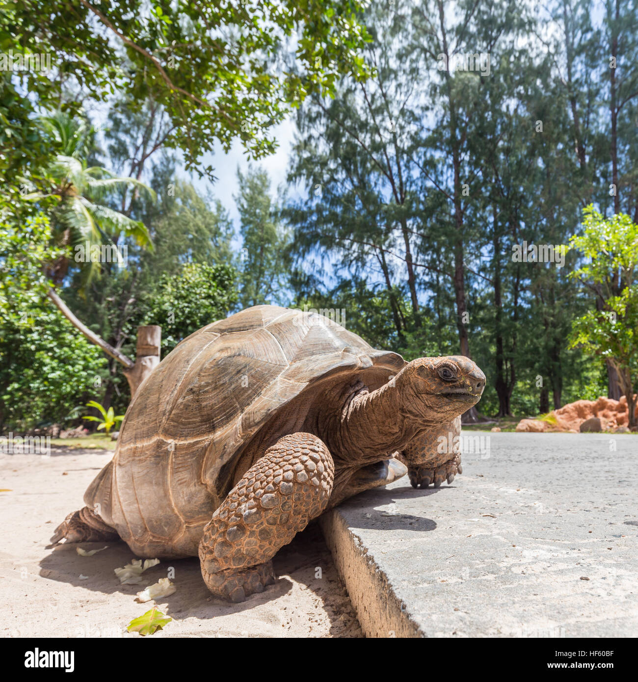 Big old Aldabra giant turtle, Aldabrachelys gigantea, on La Digue ...