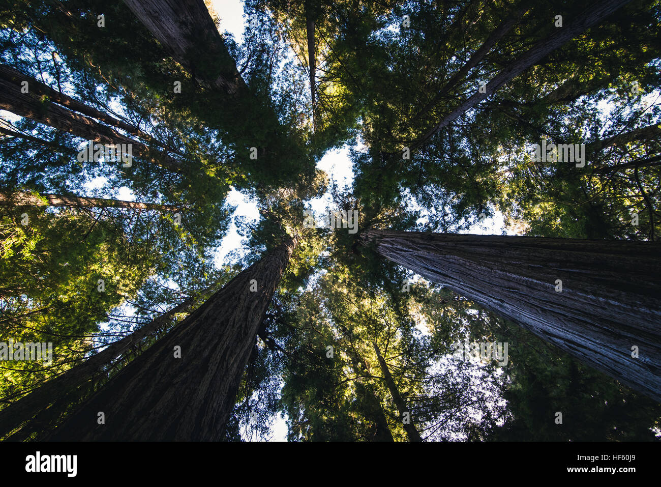 Beautiful sunlit tree canopy hi-res stock photography and images - Alamy