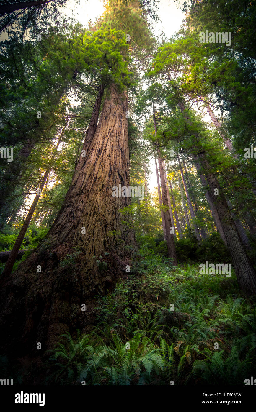 Giant redwood trees Stock Photo - Alamy