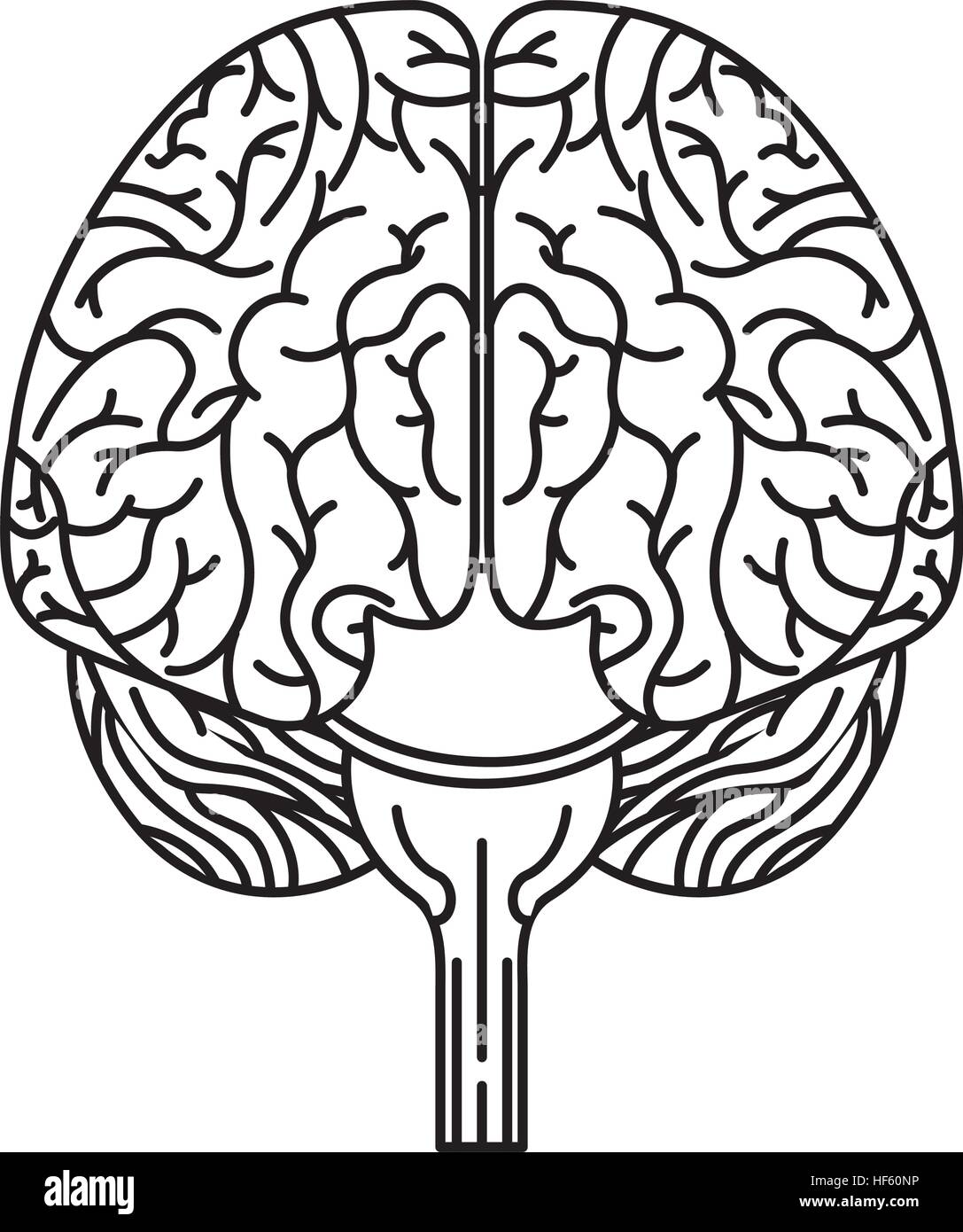 human brain organ isolated icon vector illustration design Stock Vector ...