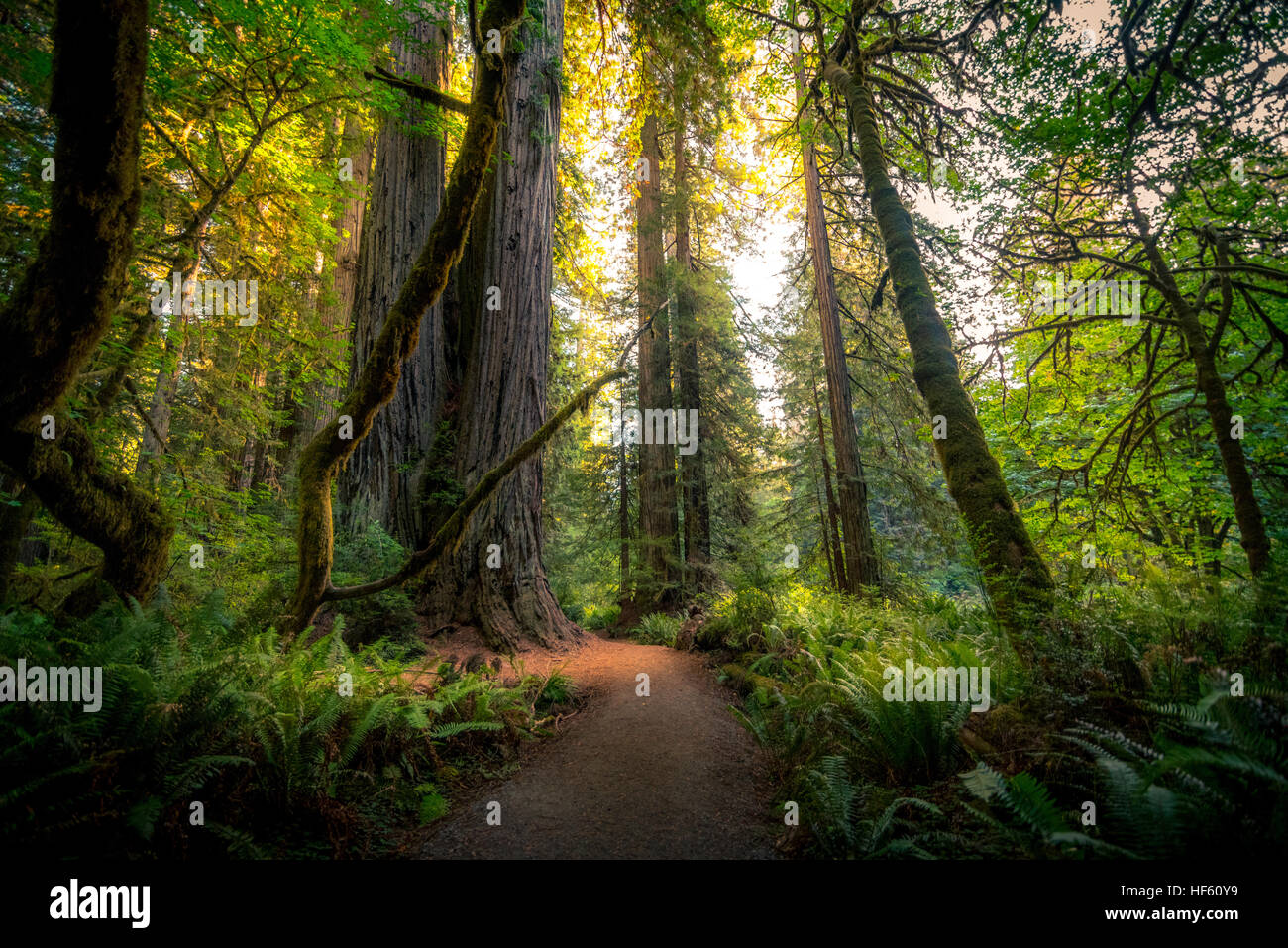 Sunlit forest trail Stock Photo - Alamy