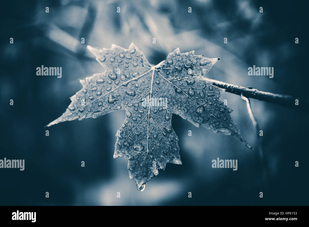 Black and white wet maple leaf Stock Photo - Alamy