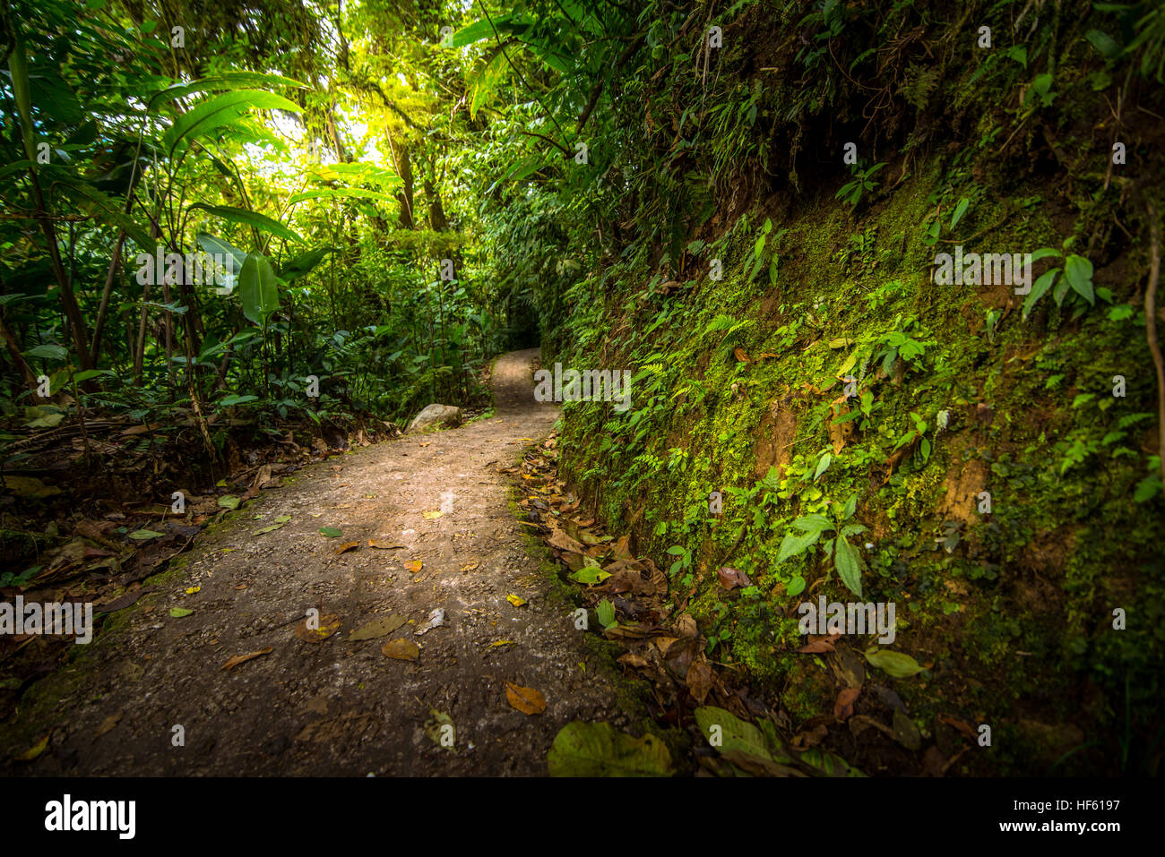 Jungle wallpaper background hi-res stock photography and images - Alamy