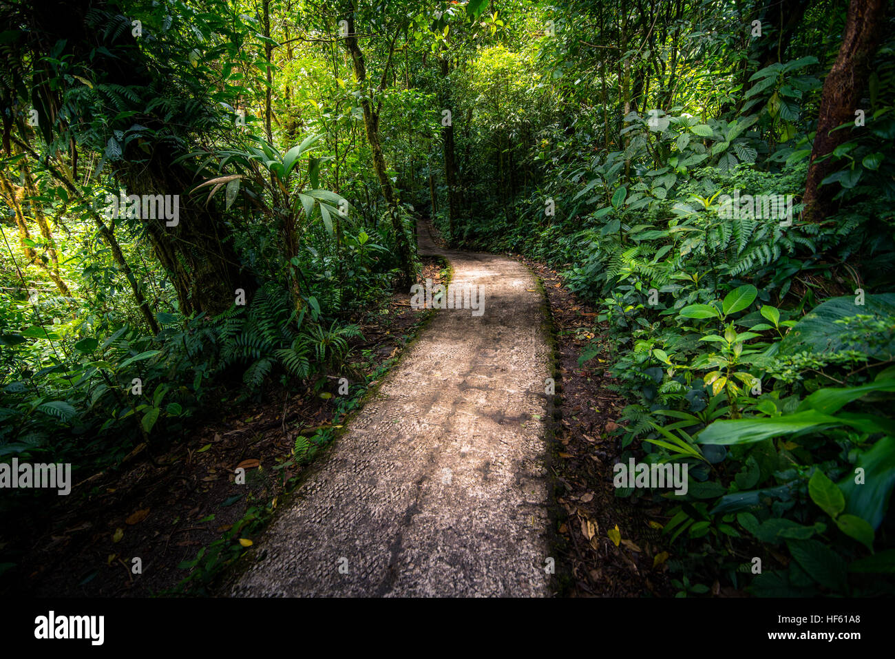 Peaceful jungle scene hi-res stock photography and images - Alamy