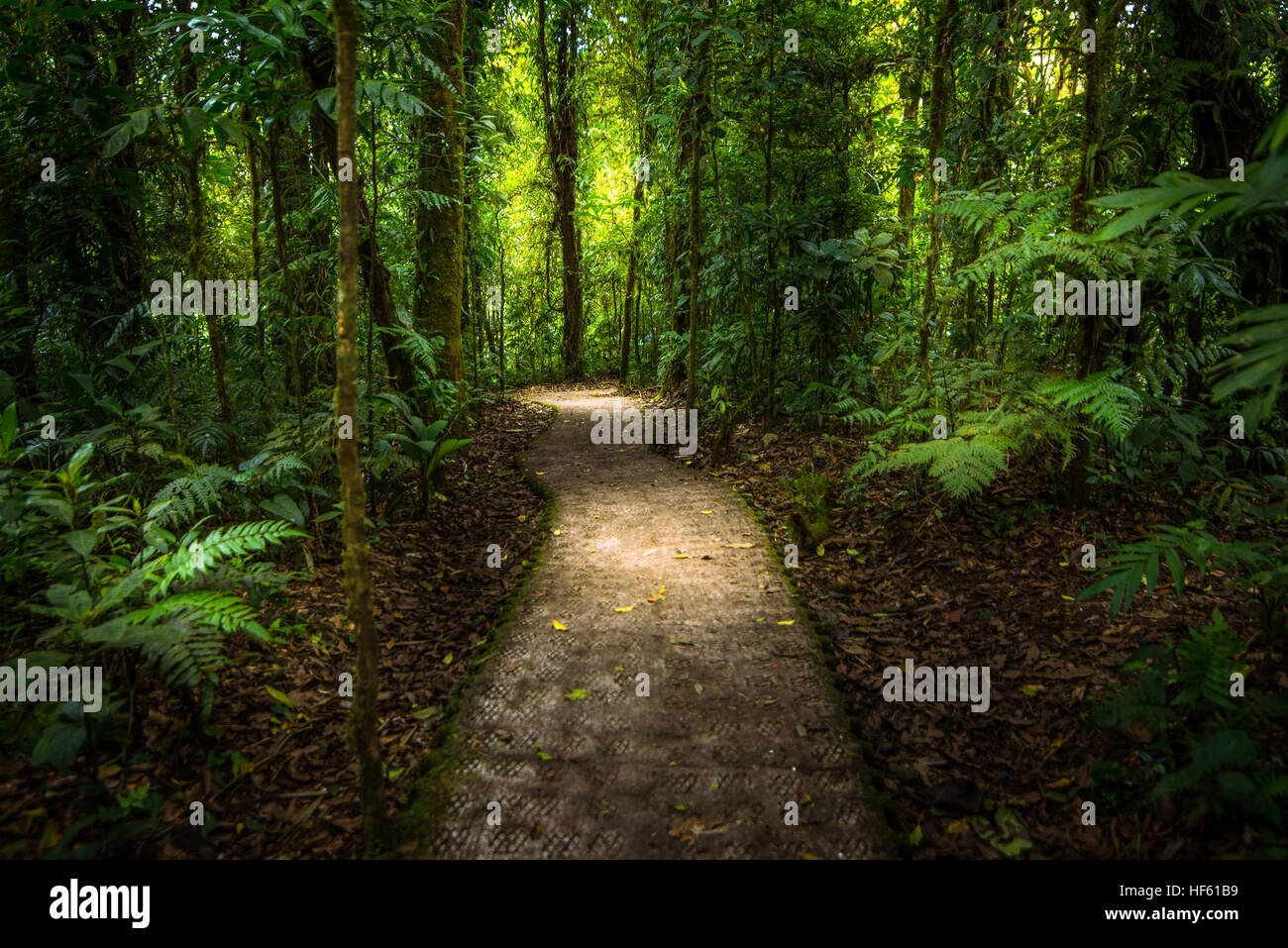 Jungle wallpaper background hi-res stock photography and images - Alamy