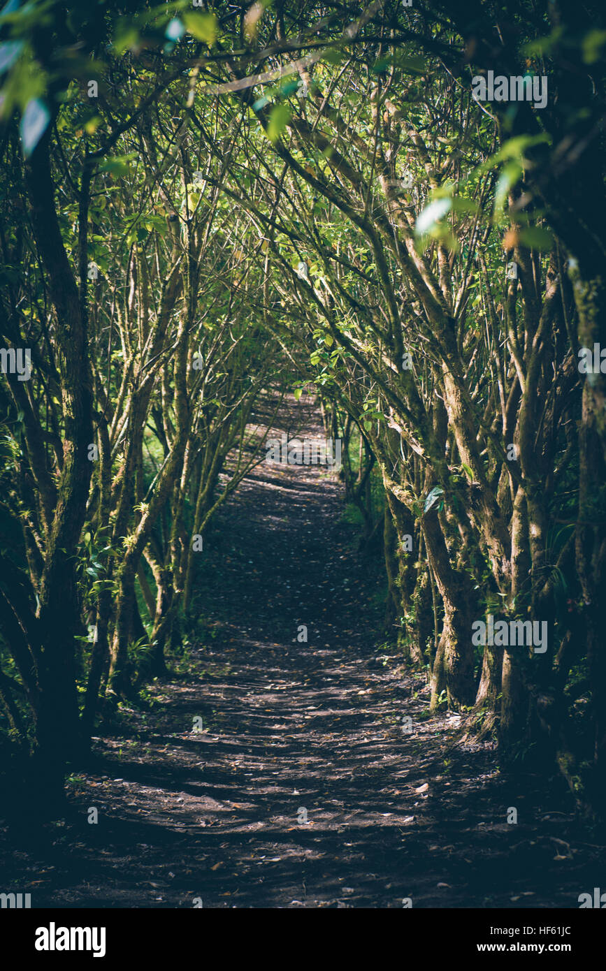 Arched forest path Stock Photo - Alamy