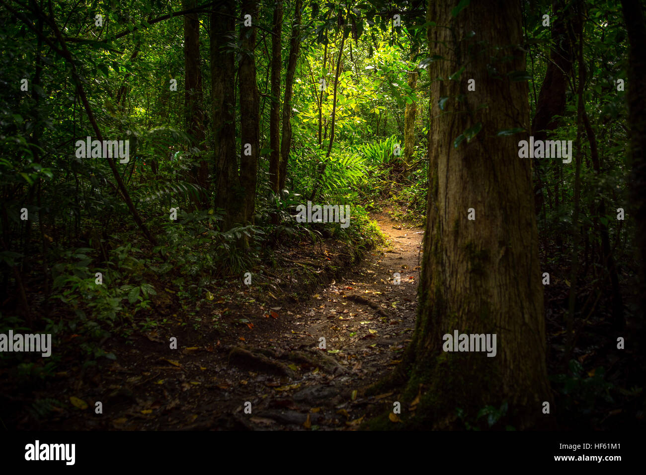 Jungle light hi-res stock photography and images - Alamy