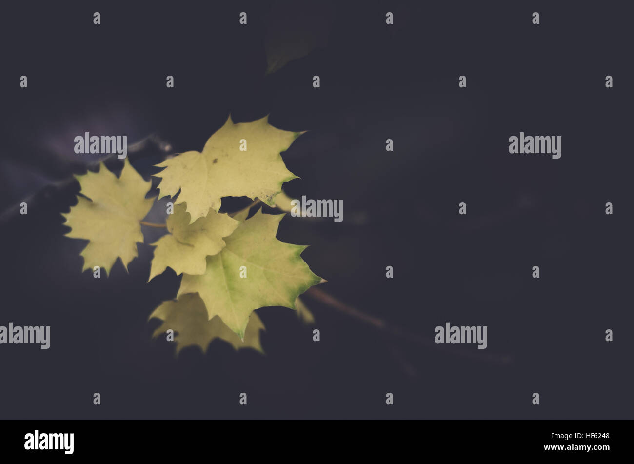 Soft focus fall foliage hi-res stock photography and images - Alamy
