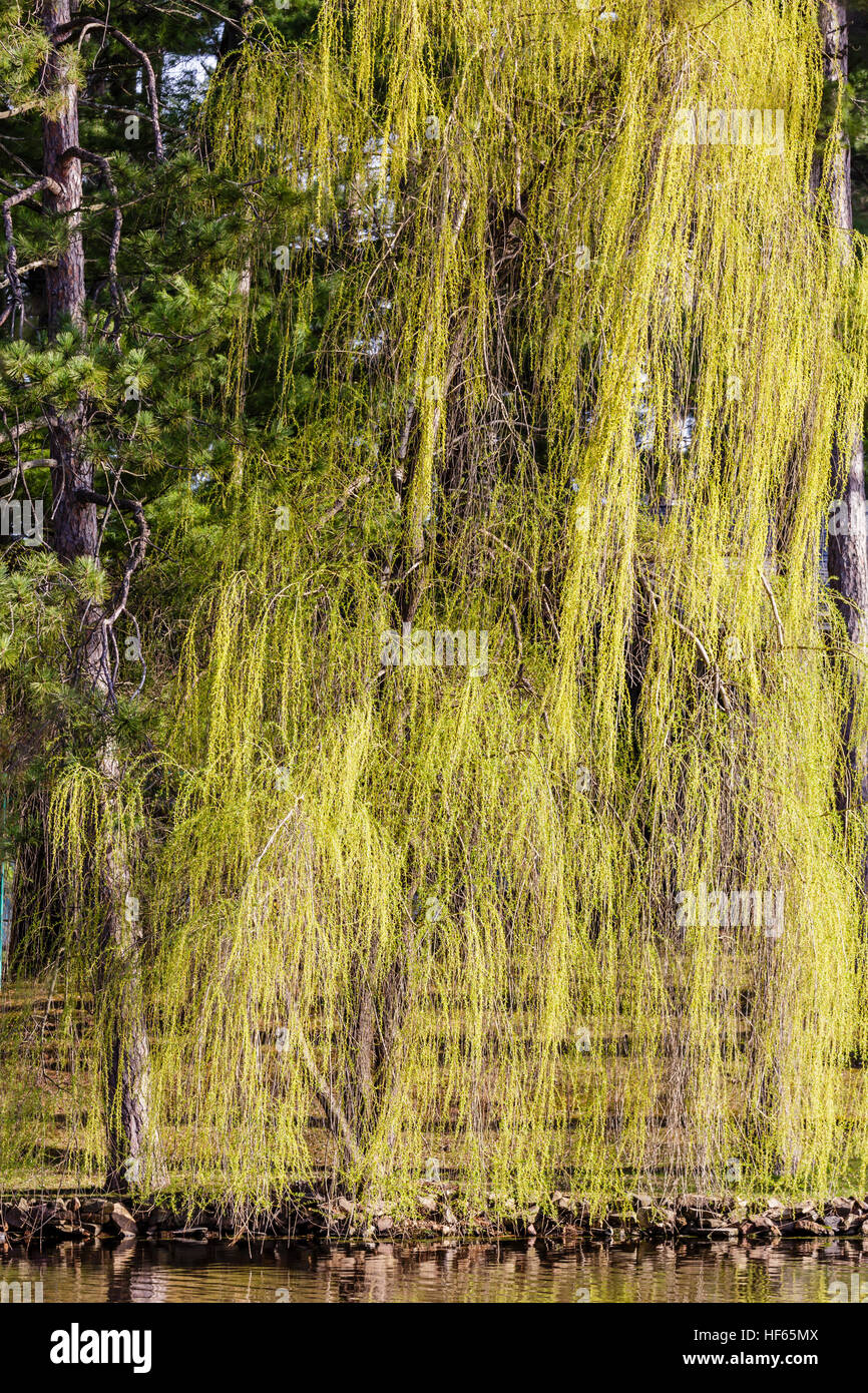 Weeping willow tree and water hi-res stock photography and images - Alamy