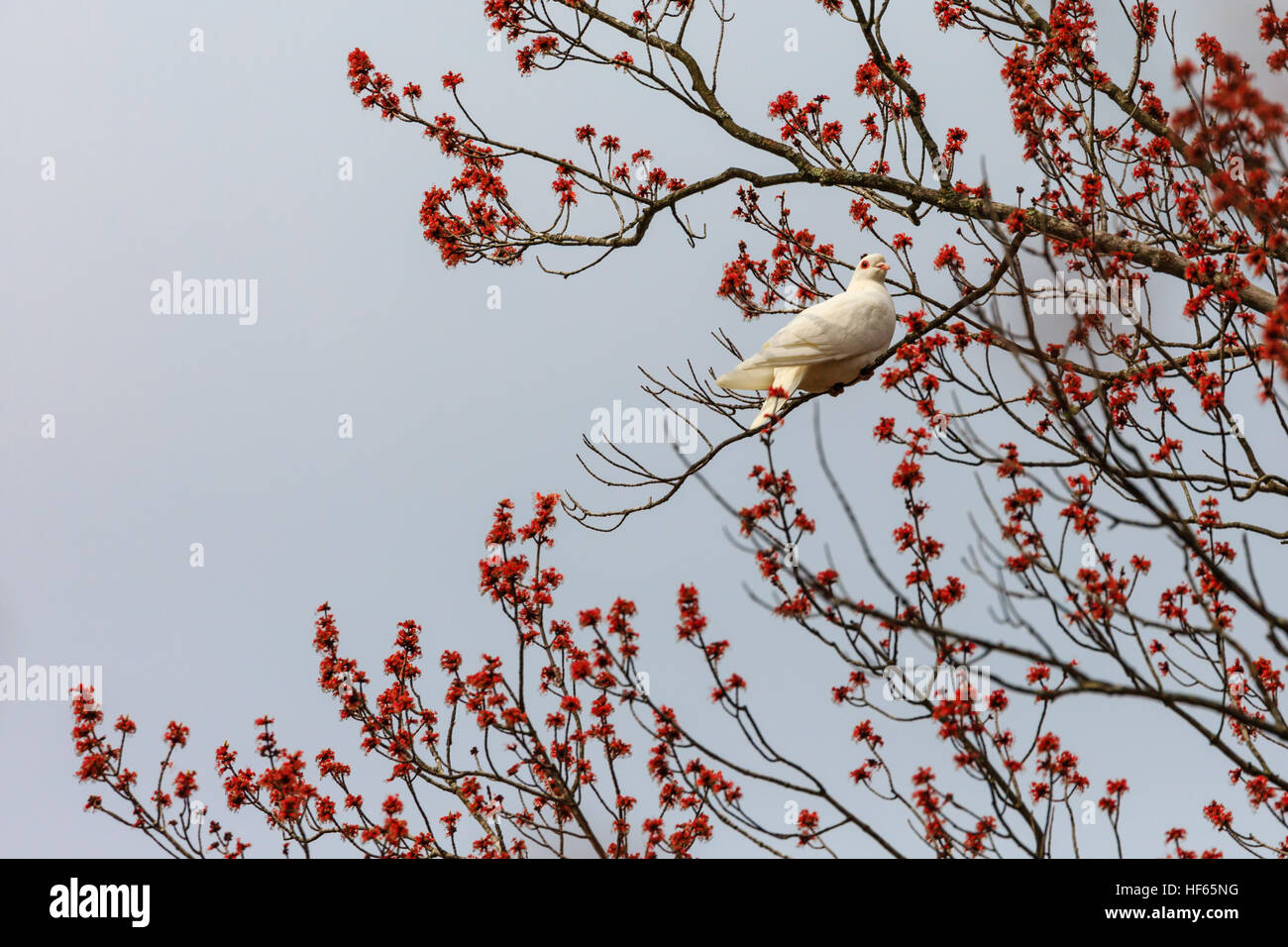 White dove hi-res stock photography and images - Alamy