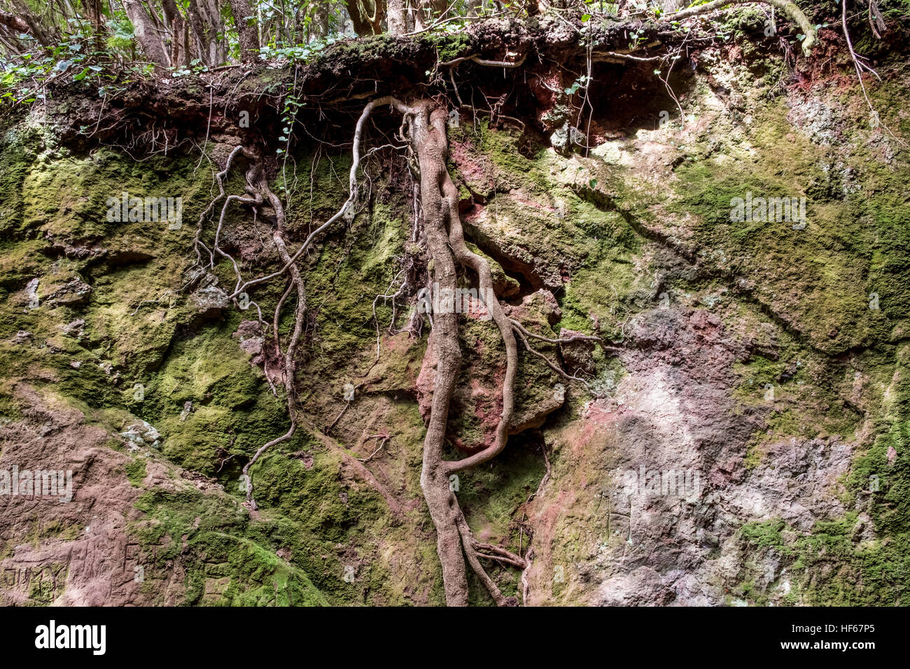 roots , tree root , forest ground cross section Stock Photo - Alamy