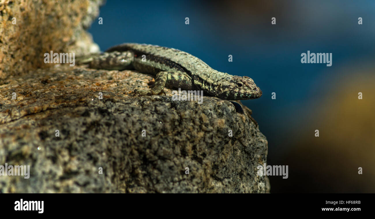 Lizard sunning on a rock with blue sea as background Stock Photo - Alamy