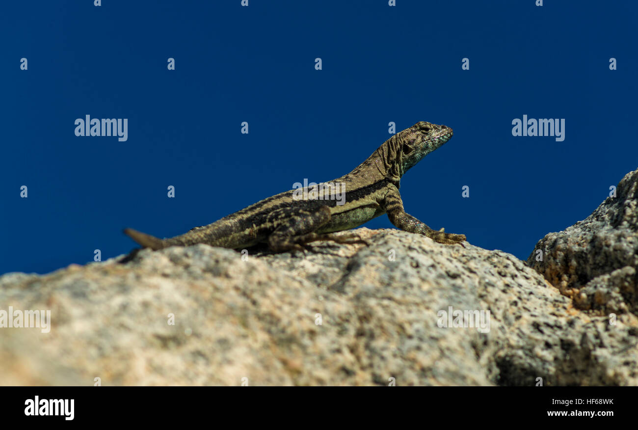 Lizard sunning on a rock with blue sky as background Stock Photo - Alamy