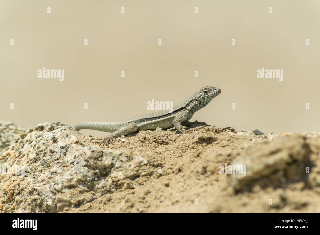 Lizard sunning on a rock with gray stones as a background Stock Photo ...