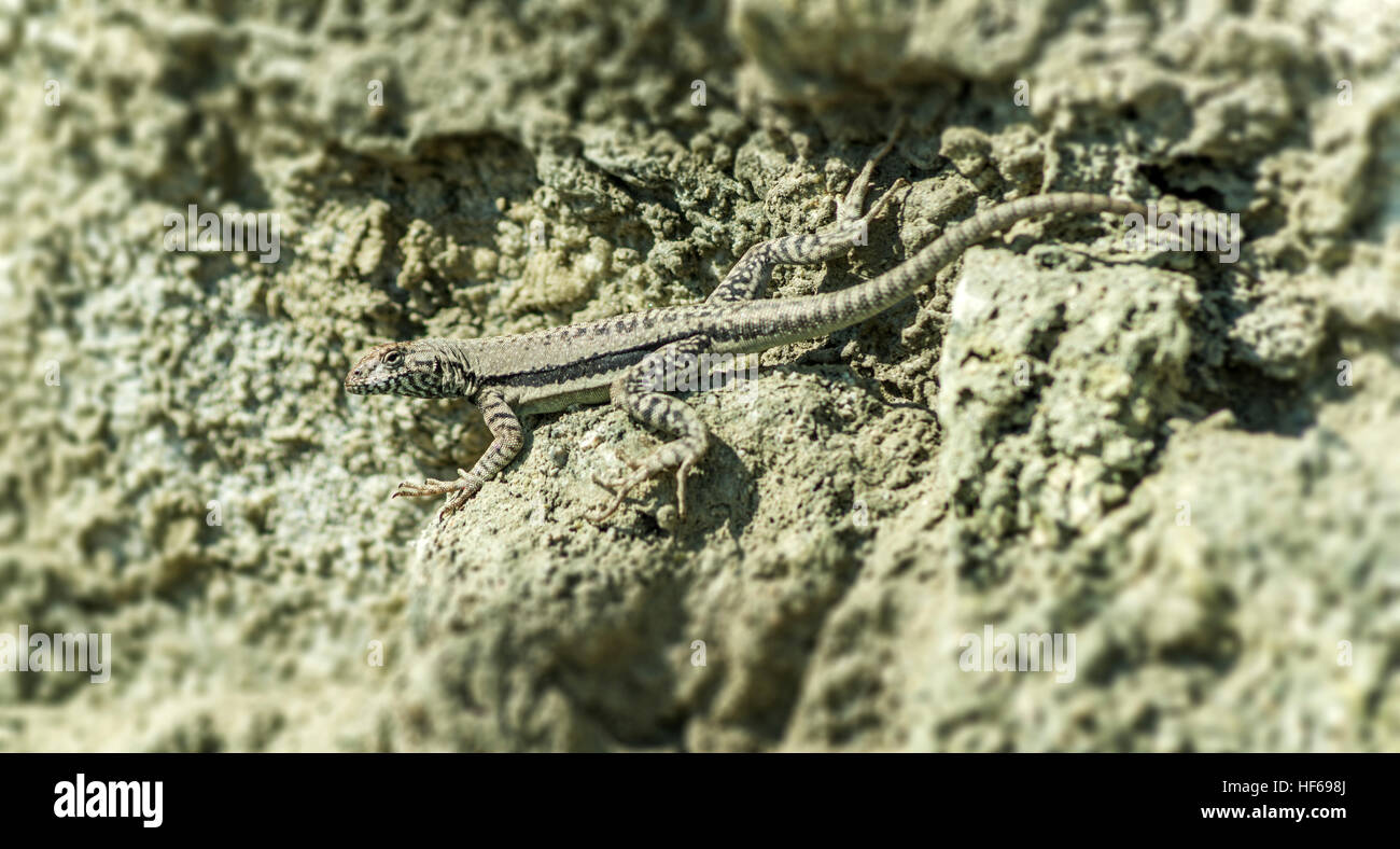 Lizard sunning on a rock with grey stones as background Stock Photo - Alamy