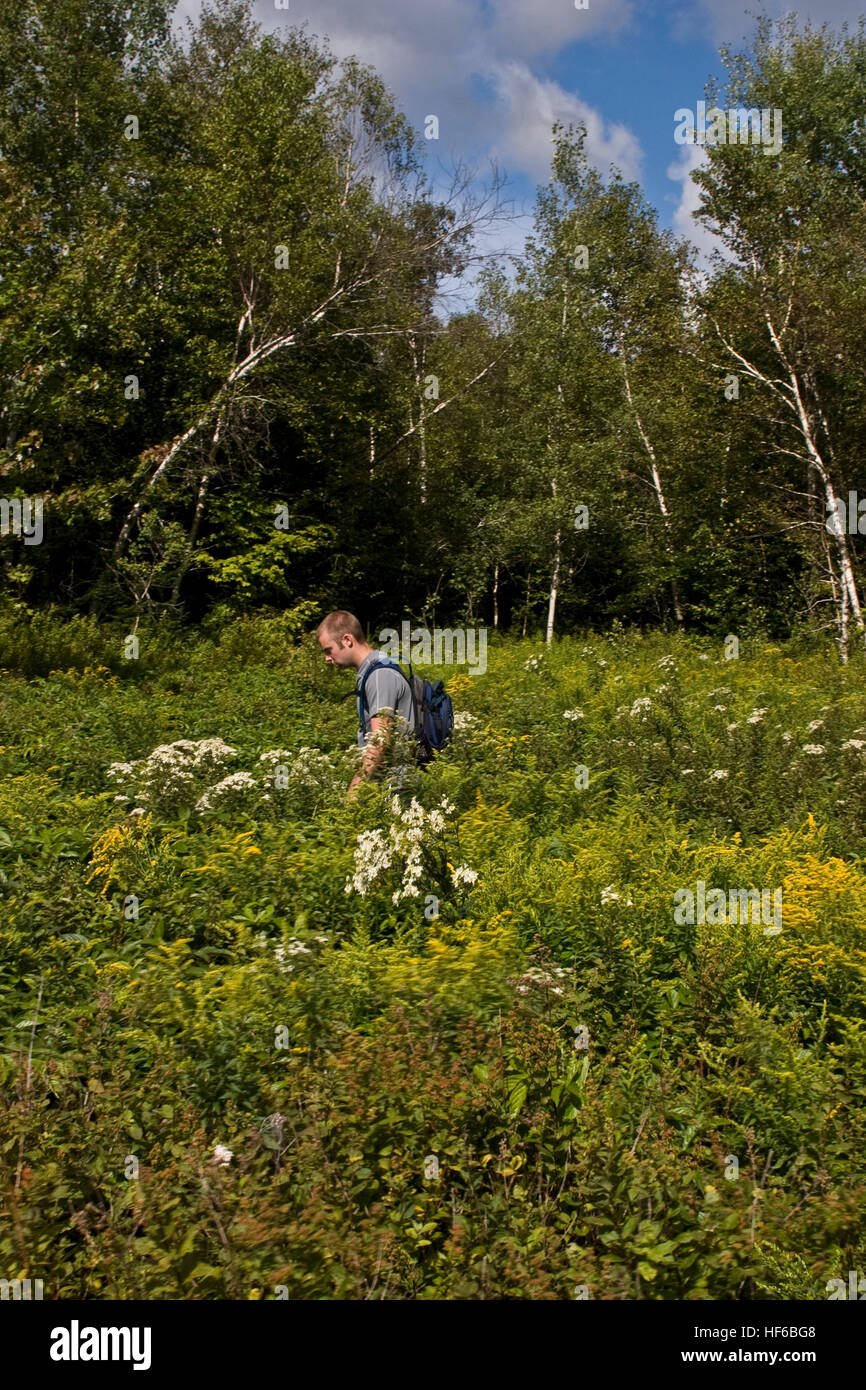 New hampshire wildflowers hi-res stock photography and images - Alamy