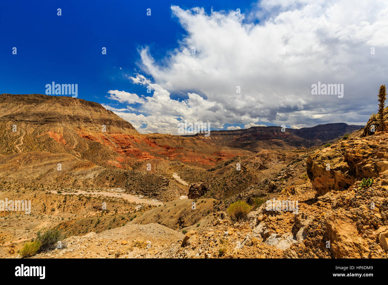 Landscape with Joshua Trees at Joshua Tree Road in the Mojave Desert ...