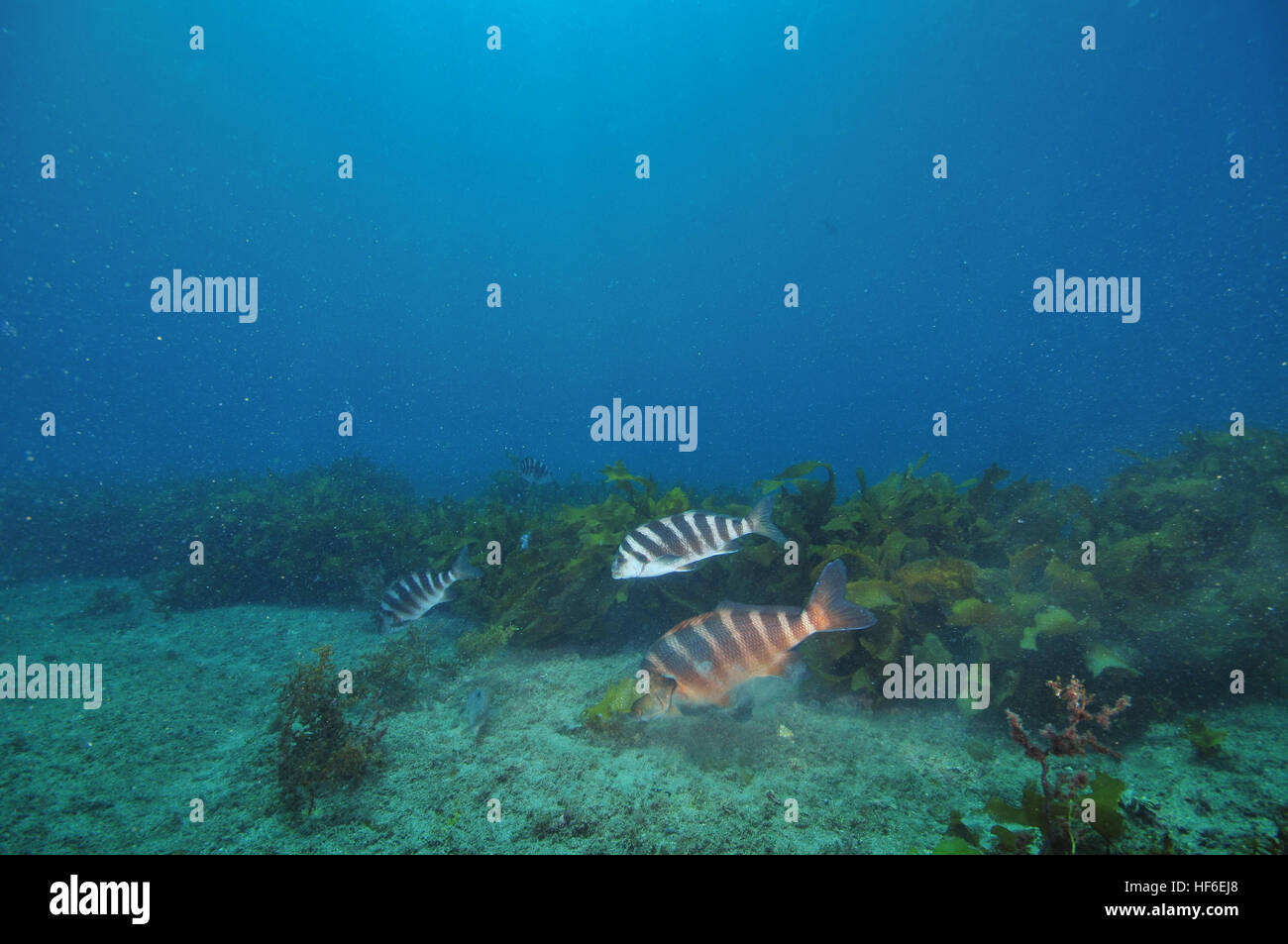 Moki forest hi-res stock photography and images - Alamy