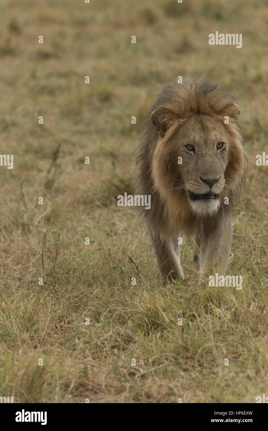 Maned male lion walking in the masai mara Stock Photo - Alamy