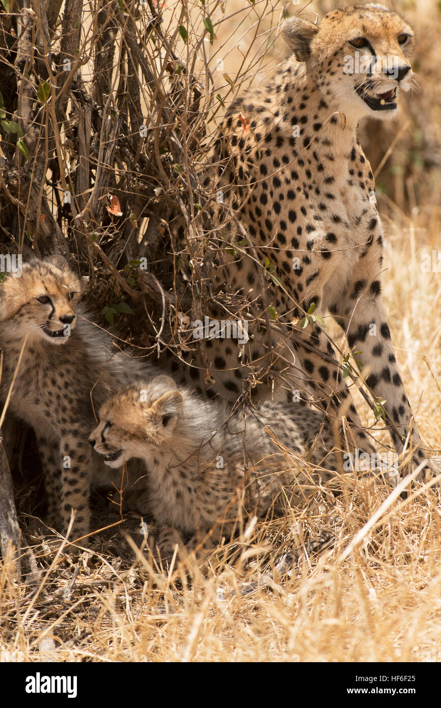 Cheetah sitting with two cubs Stock Photo - Alamy
